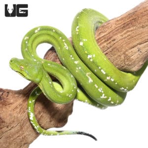 Green Tree Pythons For Sale - Underground Reptiles