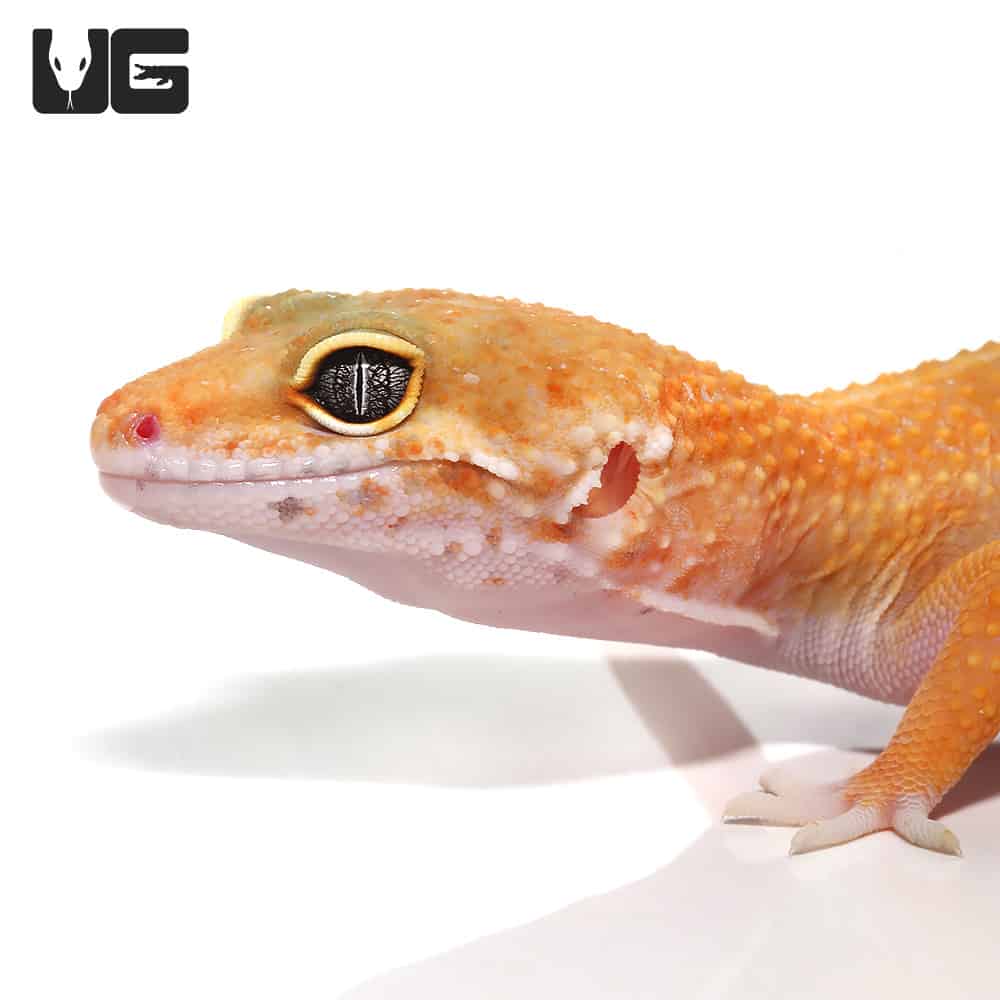 Geckos For Sale - Underground Reptiles