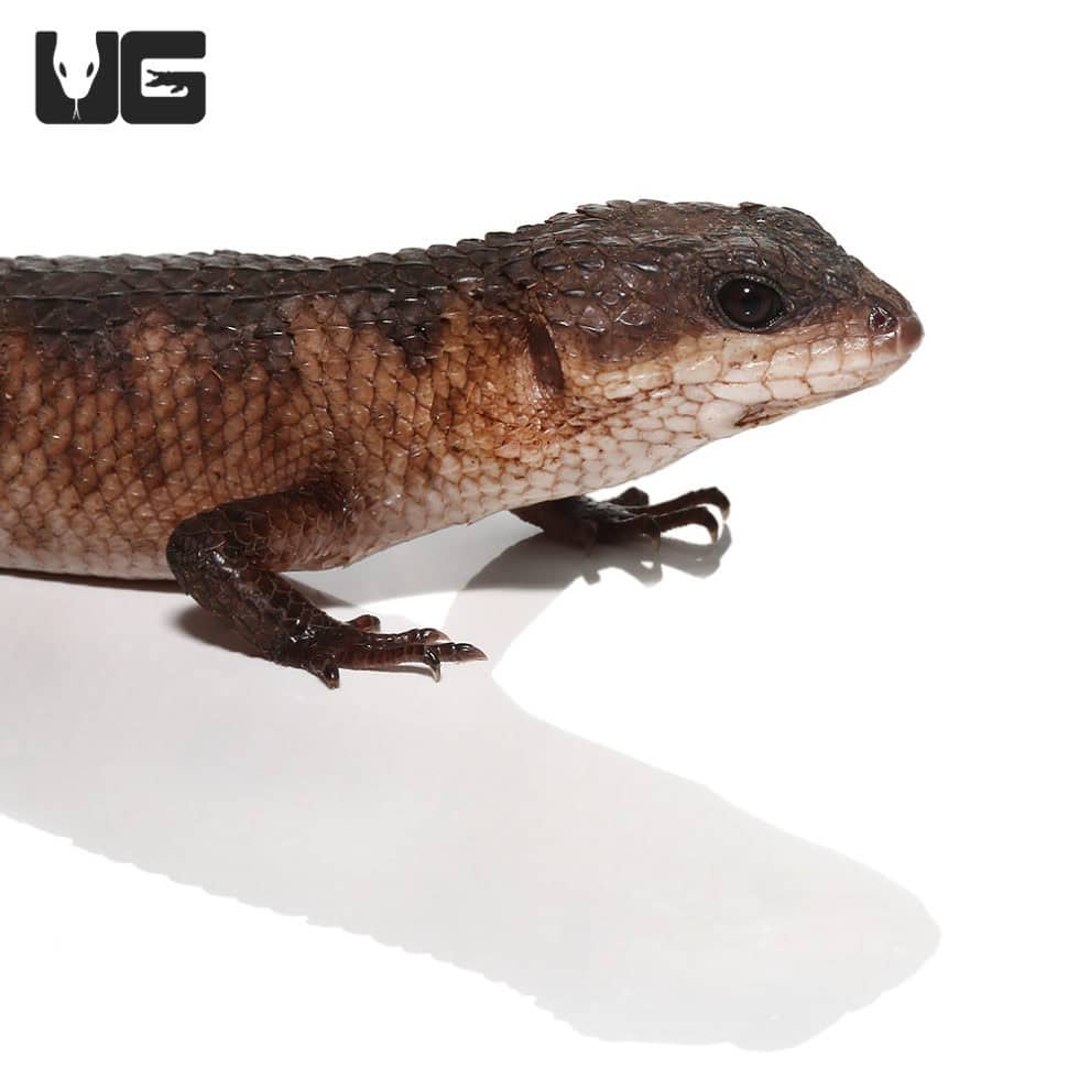 Skinks For Sale - Underground Reptiles