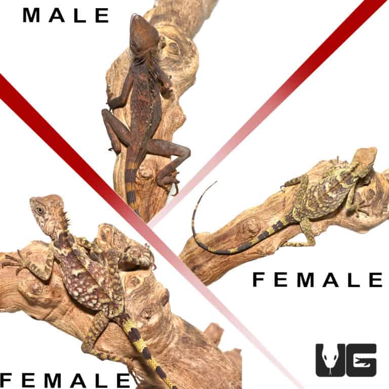 Great AngleHead Lizards For Sale - Underground Reptiles