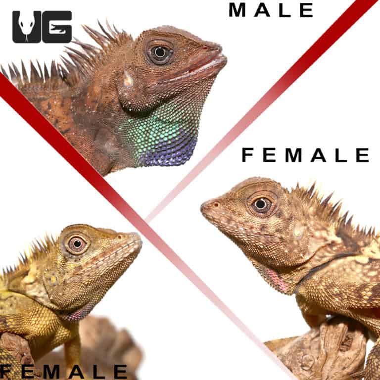 Great AngleHead Lizards For Sale - Underground Reptiles