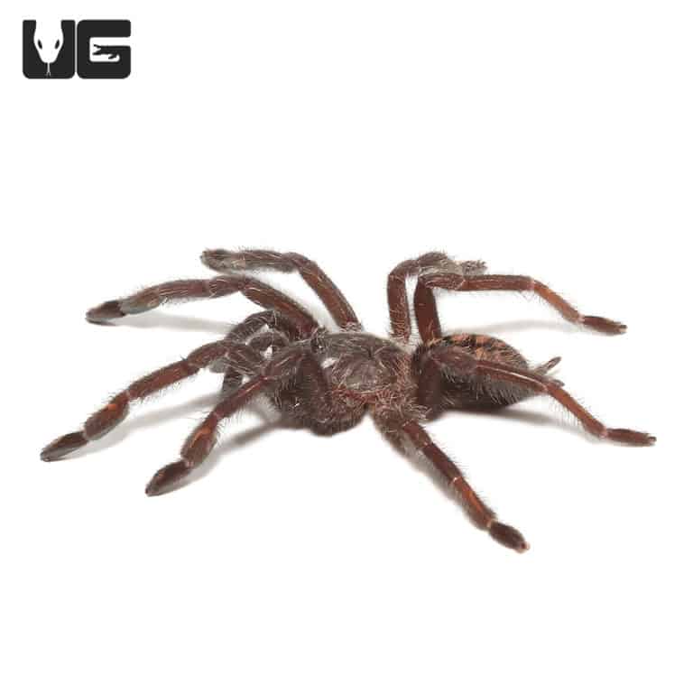 Venezuelan Suntiger Tarantula For Sale - Underground Reptiles