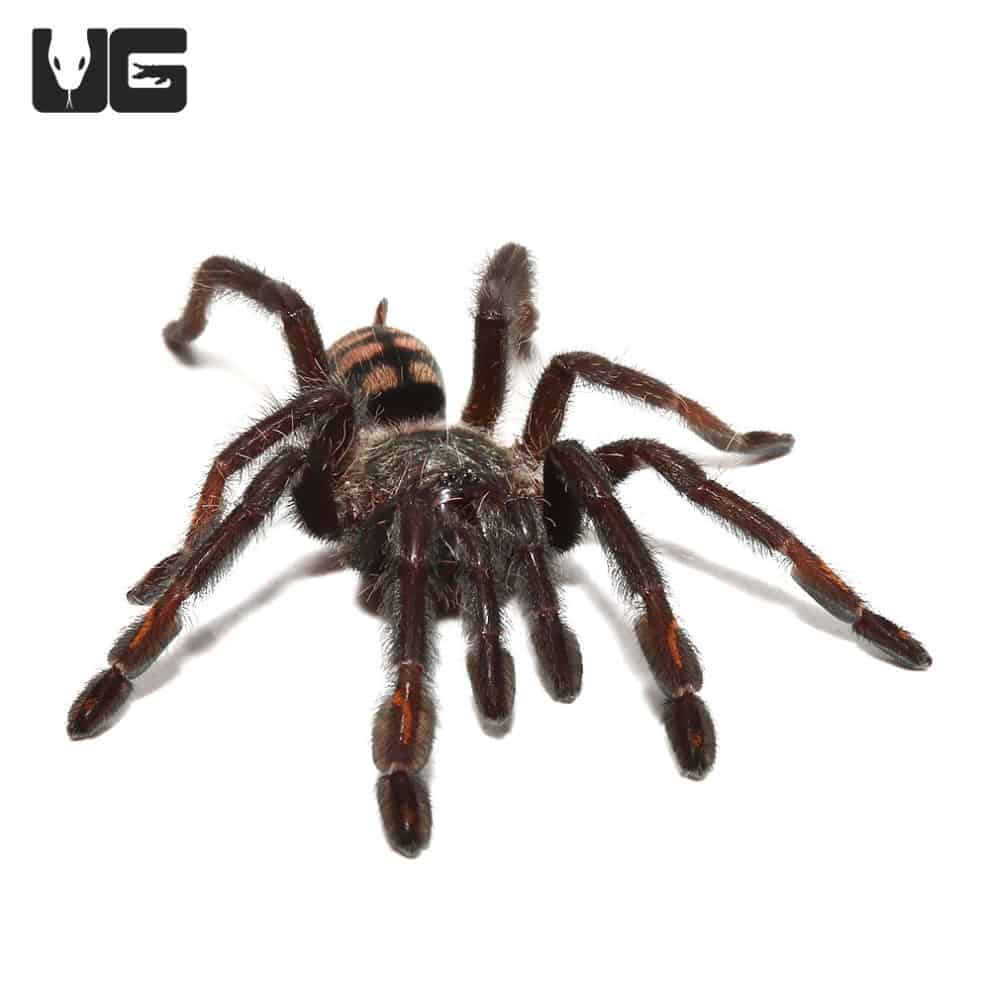 Venezuelan Suntiger Tarantula For Sale - Underground Reptiles