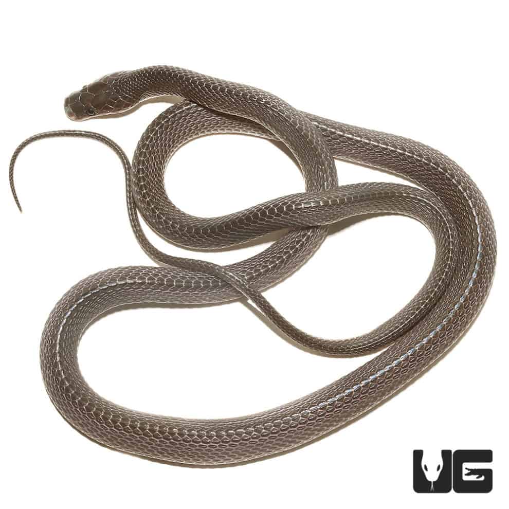 African File Snake For Sale - Underground Reptiles