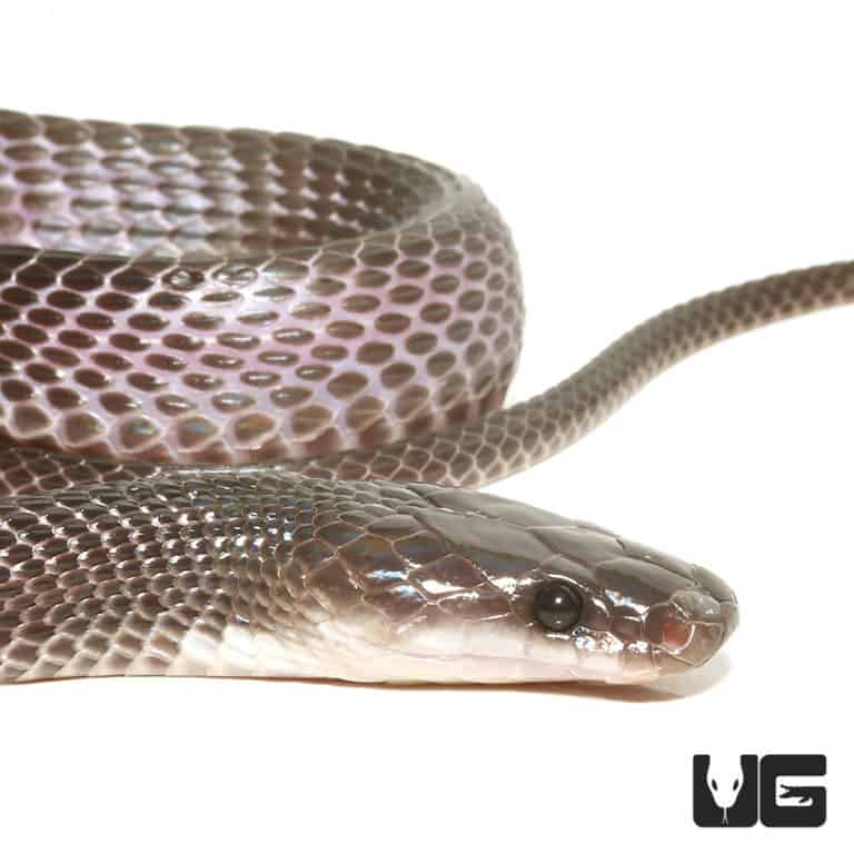 Shop Reptiles, Amphibians, Inverts & More - Underground Reptiles