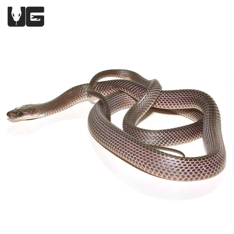 African File Snake For Sale - Underground Reptiles