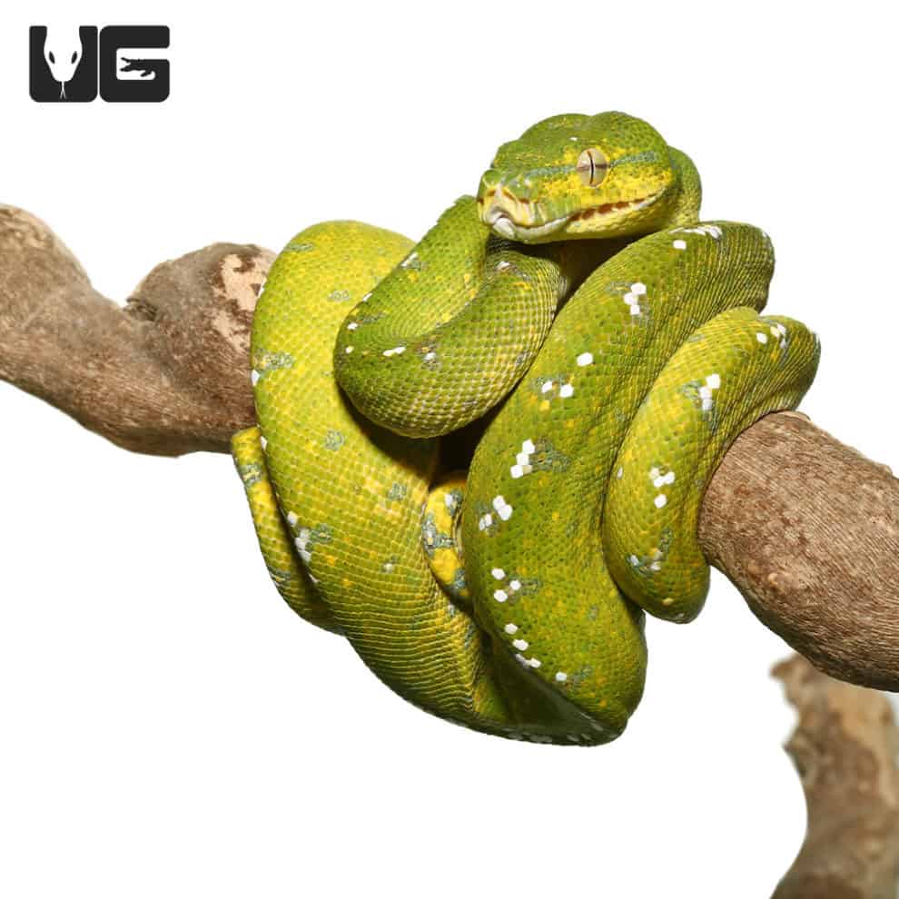 Green Tree Pythons For Sale - Underground Reptiles