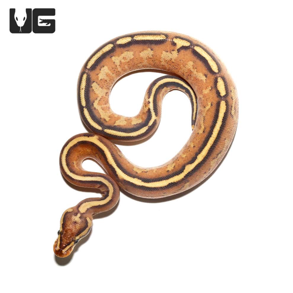 Baby Bamboo Spider Ball Python For Sale - Underground Reptiles