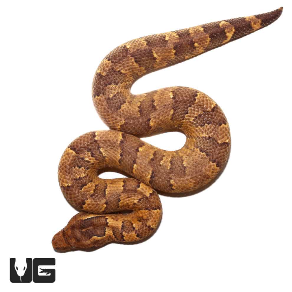Boas For Sale - Underground Reptiles