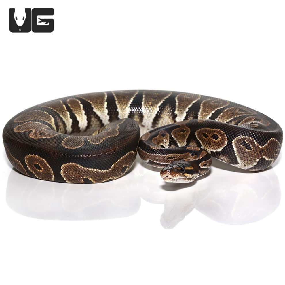 Female Yellowbelly Het Pied Ball Python For Sale - Underground Reptiles