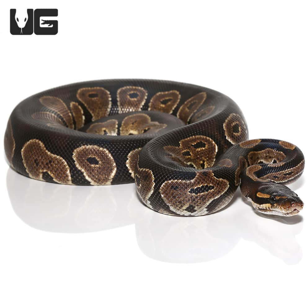 Female Yellowbelly Het Pied Ball Python For Sale - Underground Reptiles