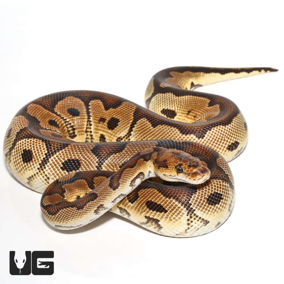 Ball Pythons For Sale - Underground Reptiles