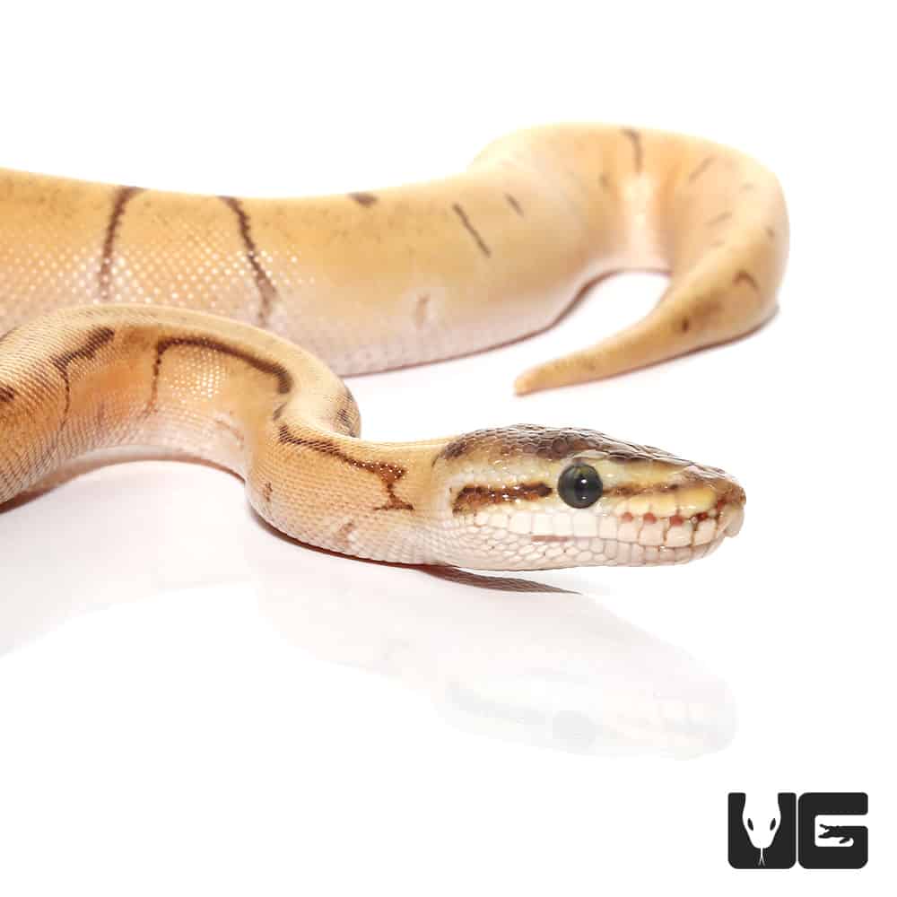 Baby Enchi Mojave Spider Pinstripe Ball Python (Python regius) For Sale ...