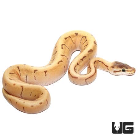Baby Enchi Mojave Spider Pinstripe Ball Python (Python regius) For Sale ...