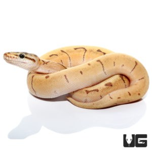Baby Enchi Mojave Spider Pinstripe Ball Python (Python regius) For Sale ...