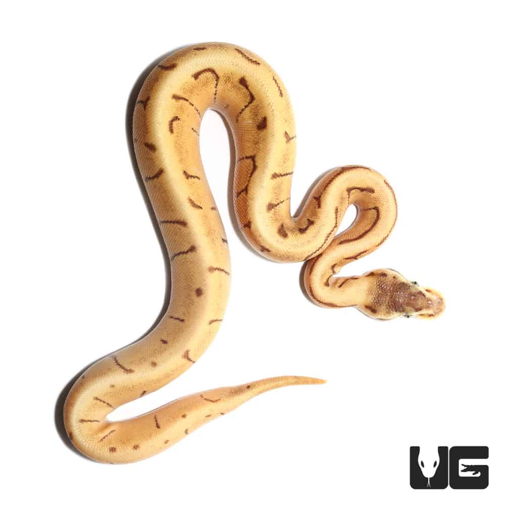 Baby Enchi Mojave Spider Pinstripe Ball Python (Python regius) For Sale ...