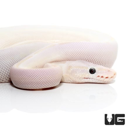 Ball Pythons For Sale - Underground Reptiles