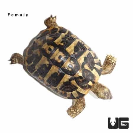 Hermann's Tortoise For Sale - Underground Reptiles