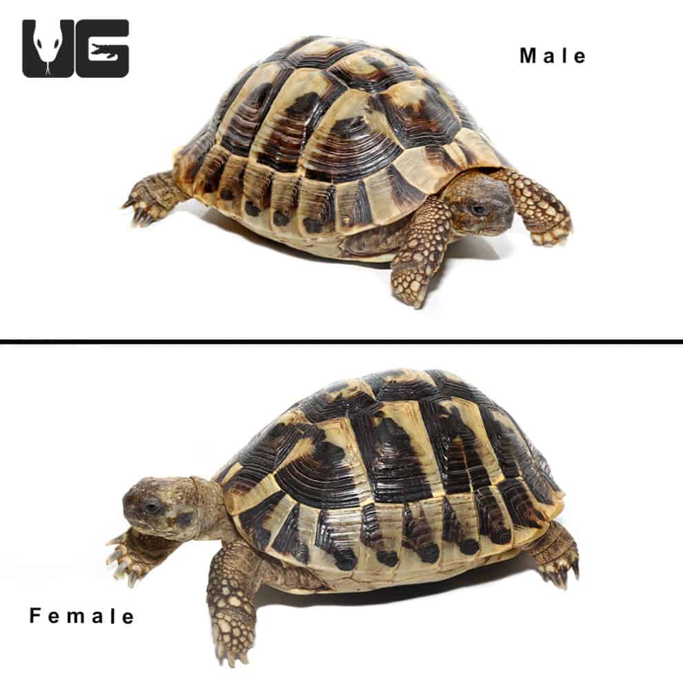 Hermann's Tortoise For Sale - Underground Reptiles