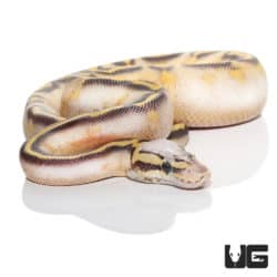 Baby Highway Ball Python For Sale - Underground Reptiles