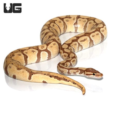 Adult Male Banana Het Clown Ball Python (Python regius) For Sale ...