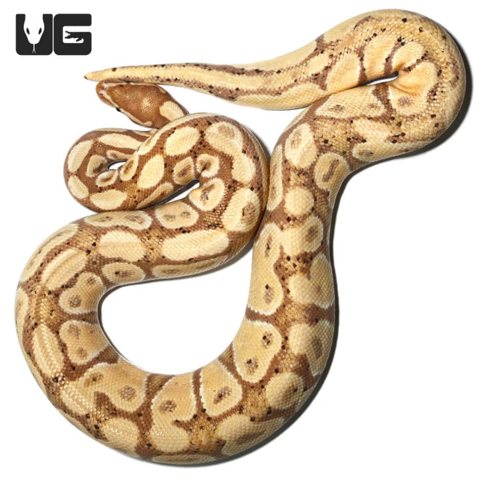 Ball Pythons For Sale - Underground Reptiles