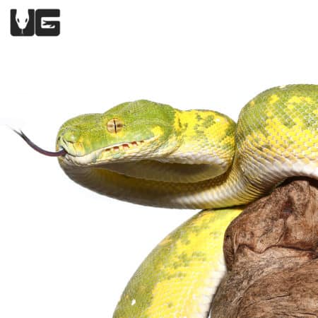 Green Tree Pythons For Sale - Underground Reptiles