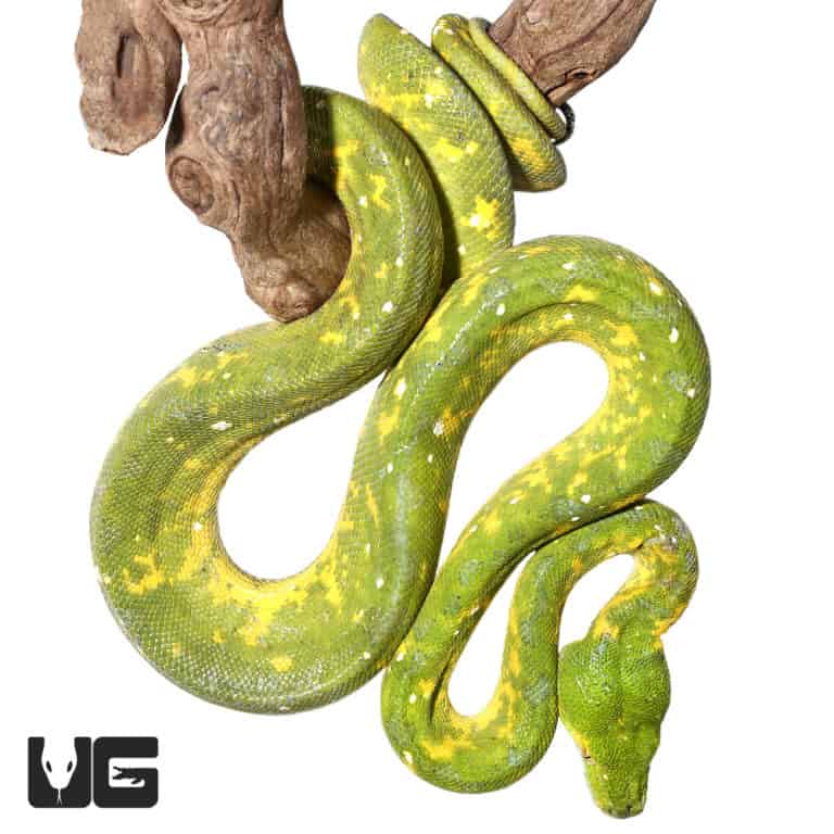 Adult Biak Green Tree Pythons (Morelia viridis) For Sale - Underground ...