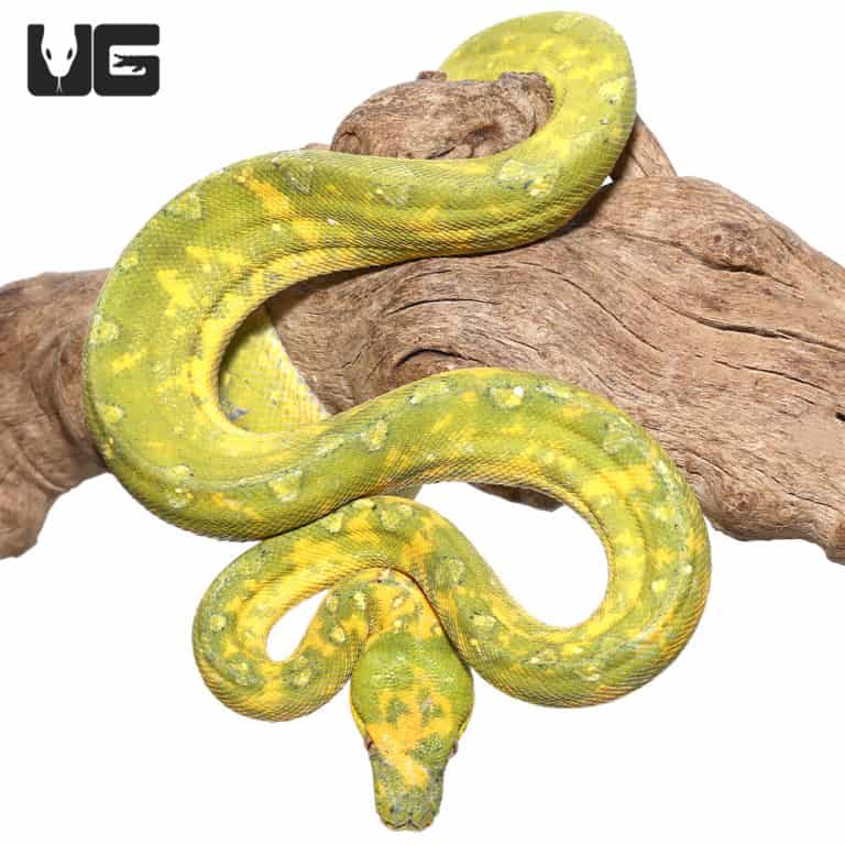 Green Tree Pythons For Sale - Underground Reptiles