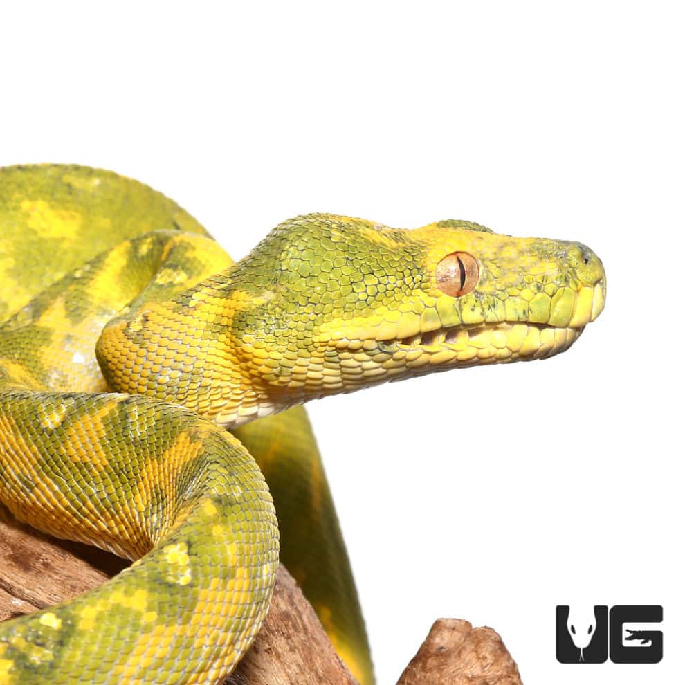 Adult Biak Green Tree Pythons (Morelia viridis) For Sale - Underground ...