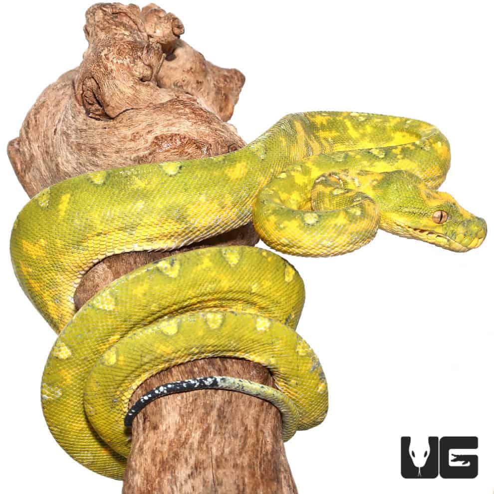 Adult Biak Green Tree Pythons (Morelia viridis) For Sale - Underground ...