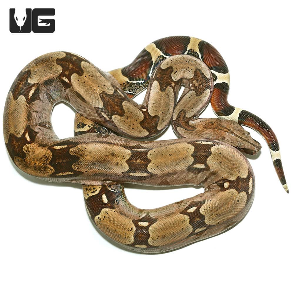 Guyana Redtail Boa for sale - Underground Reptiles