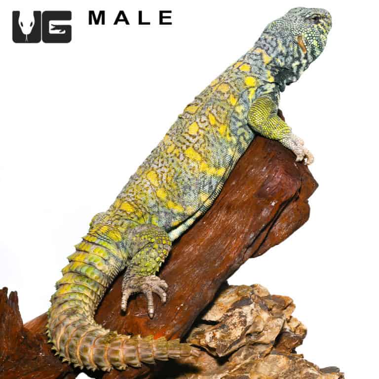 Ornate Uromastyx For Sale - Underground Reptiles