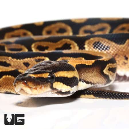 Baby Ball Pythons For Sale - Underground Reptiles