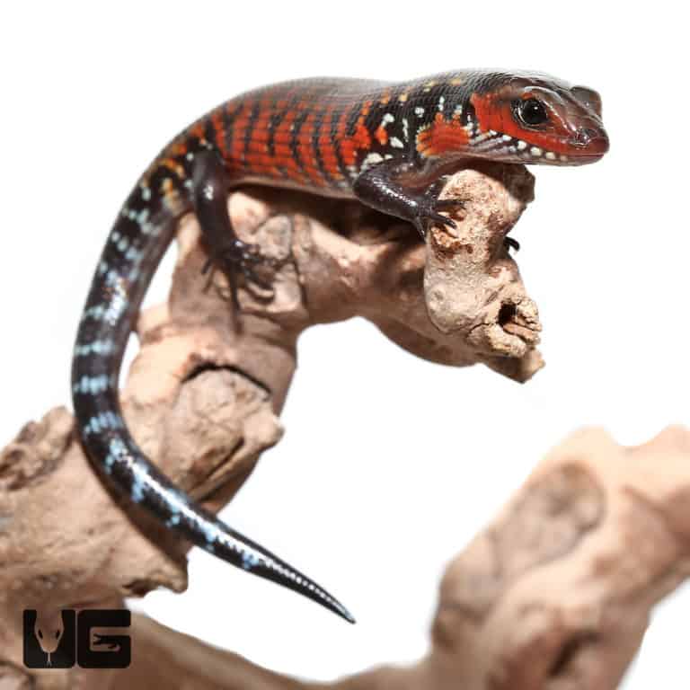 Skinks For Sale - Underground Reptiles