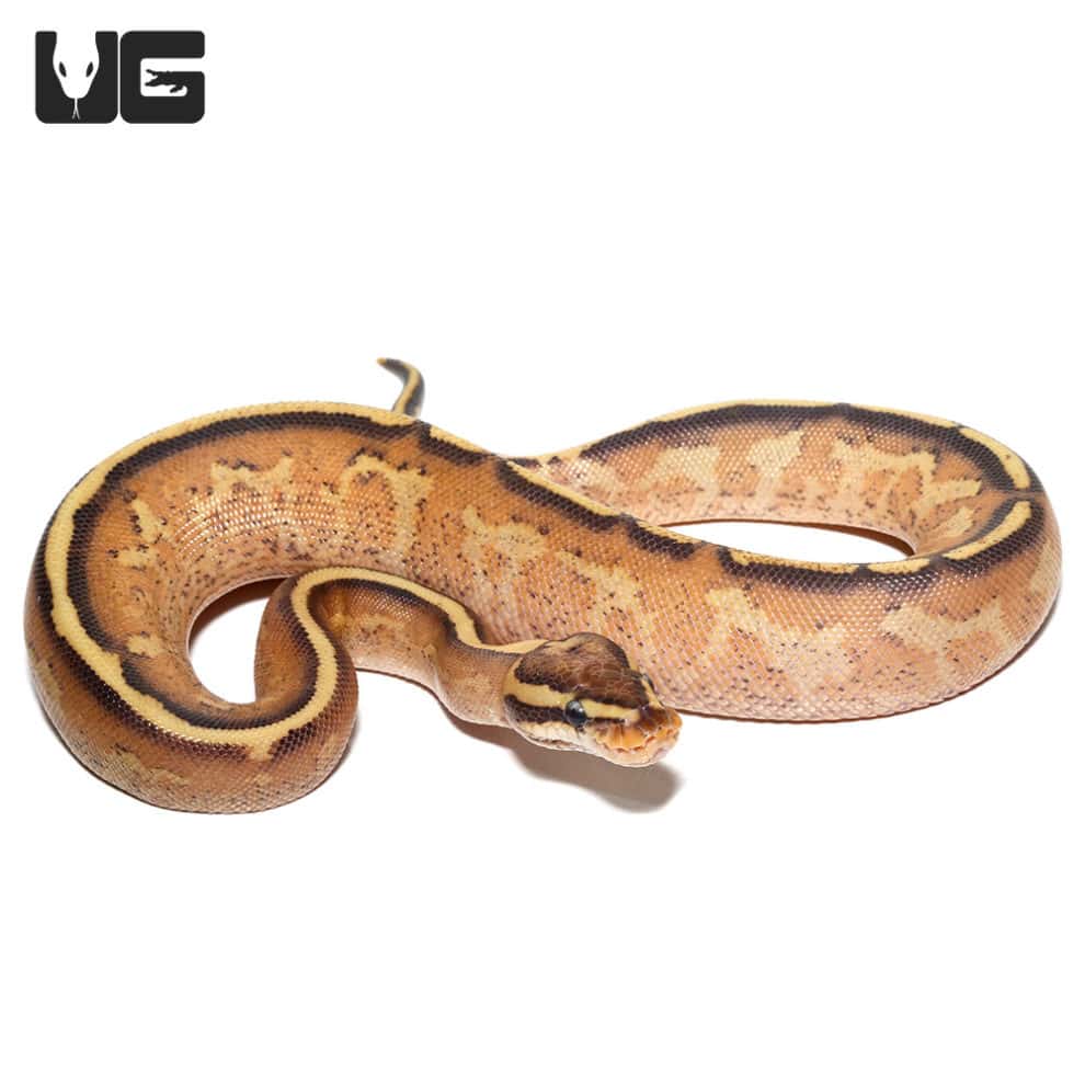 Baby Bamboo Spider Ball Python For Sale - Underground Reptiles