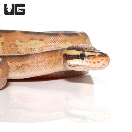Baby Bamboo Spider Ball Python For Sale - Underground Reptiles