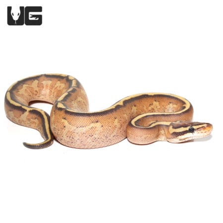 Baby Bamboo Spider Ball Python For Sale - Underground Reptiles