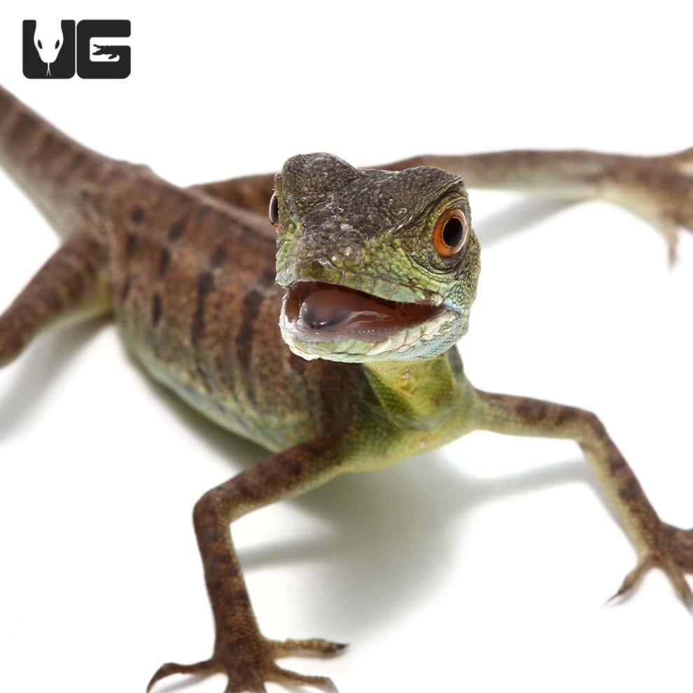 Green Basilisks For Sale - Underground Reptiles