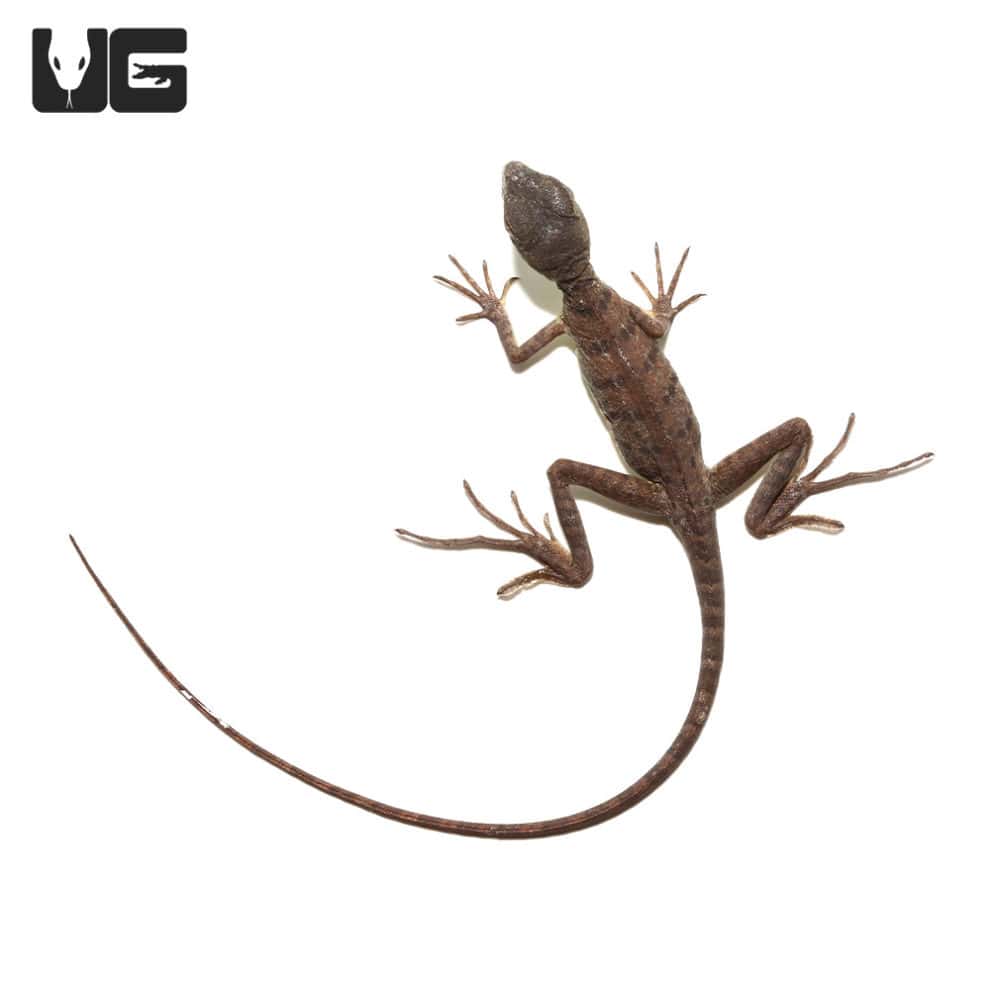 Green Basilisks For Sale - Underground Reptiles