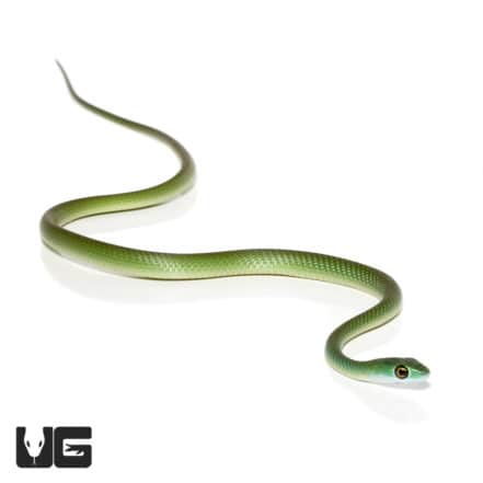 Baby African Green Bush Snakes For Sale - Underground Reptiles