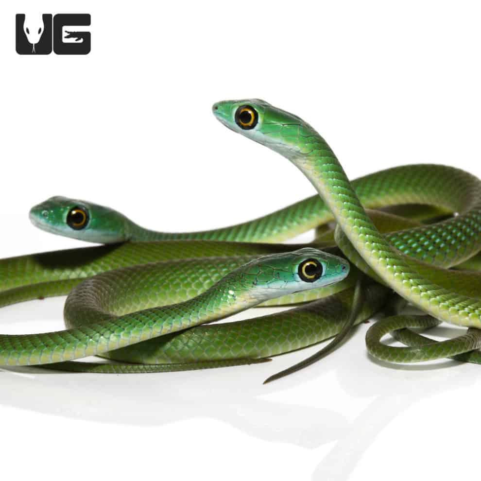 Baby African Green Bush Snakes For Sale - Underground Reptiles