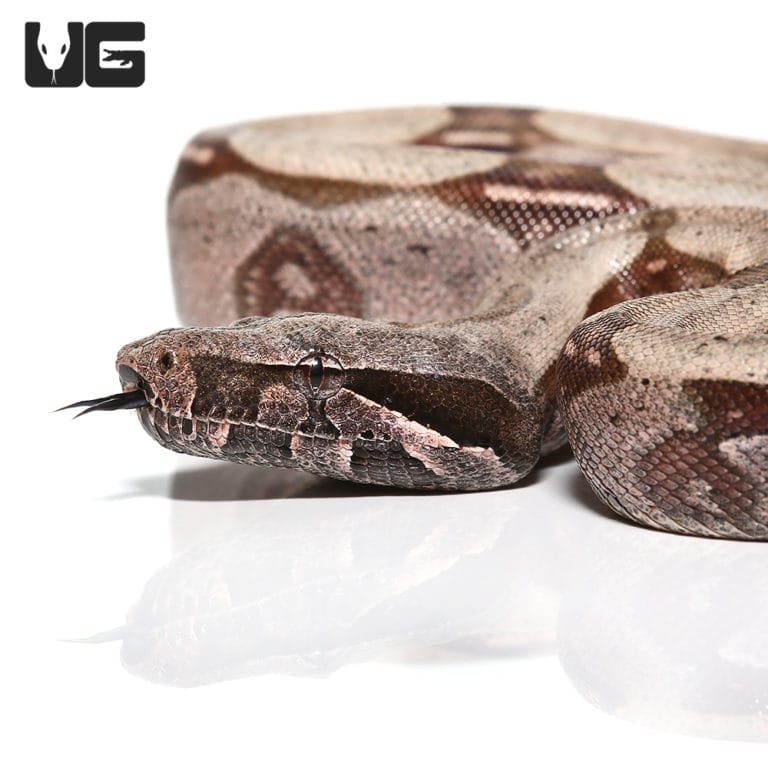 High Pink Redtail Boa (Boa c. constrictor) For Sale - Underground Reptiles
