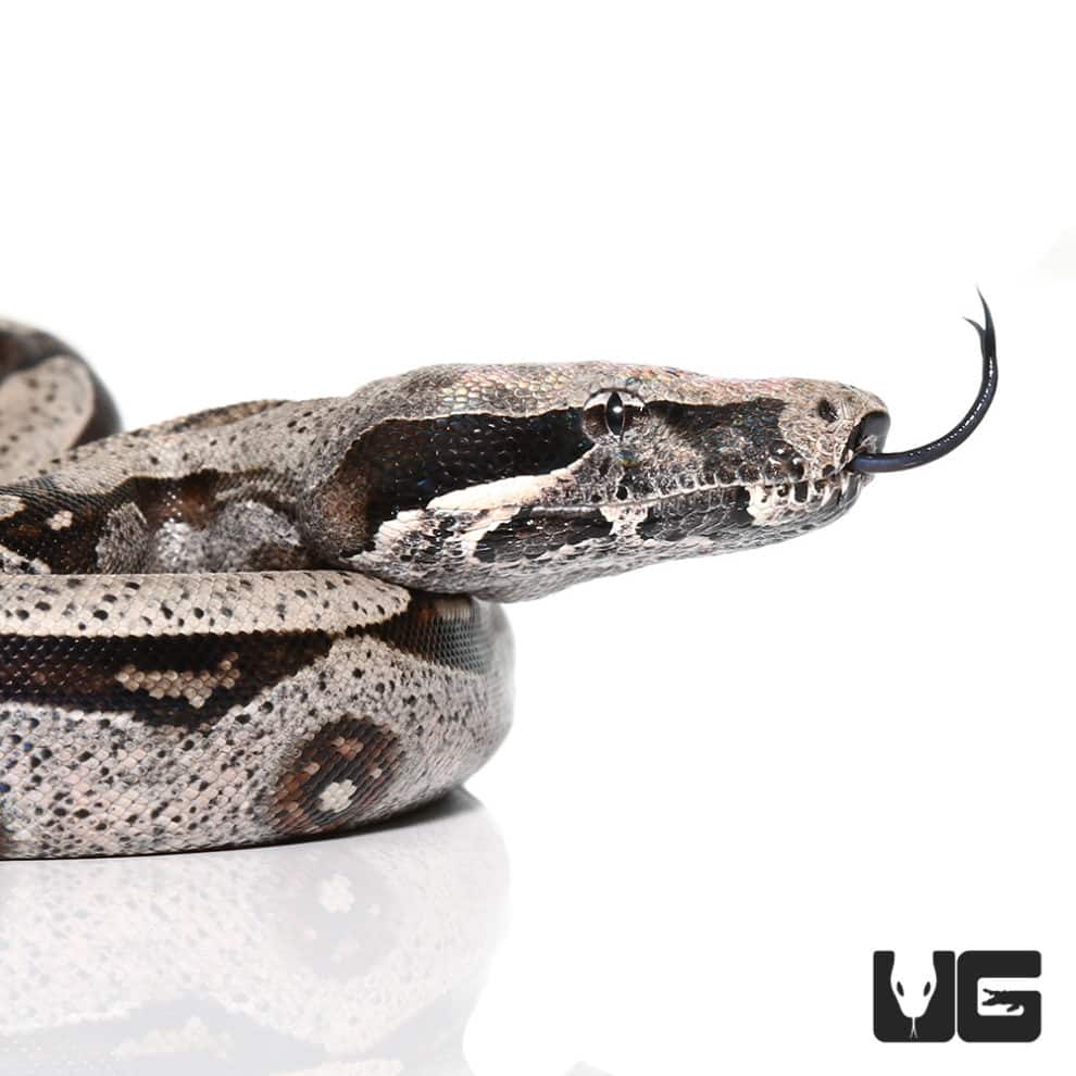 Guyana Redtail Boa For Sale - Underground Reptiles
