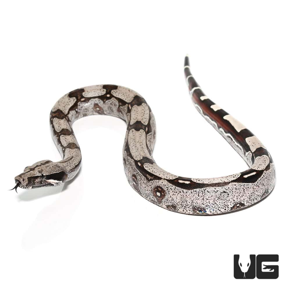 Boas For Sale - Underground Reptiles