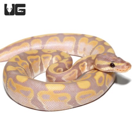 Ball Pythons For Sale - Underground Reptiles