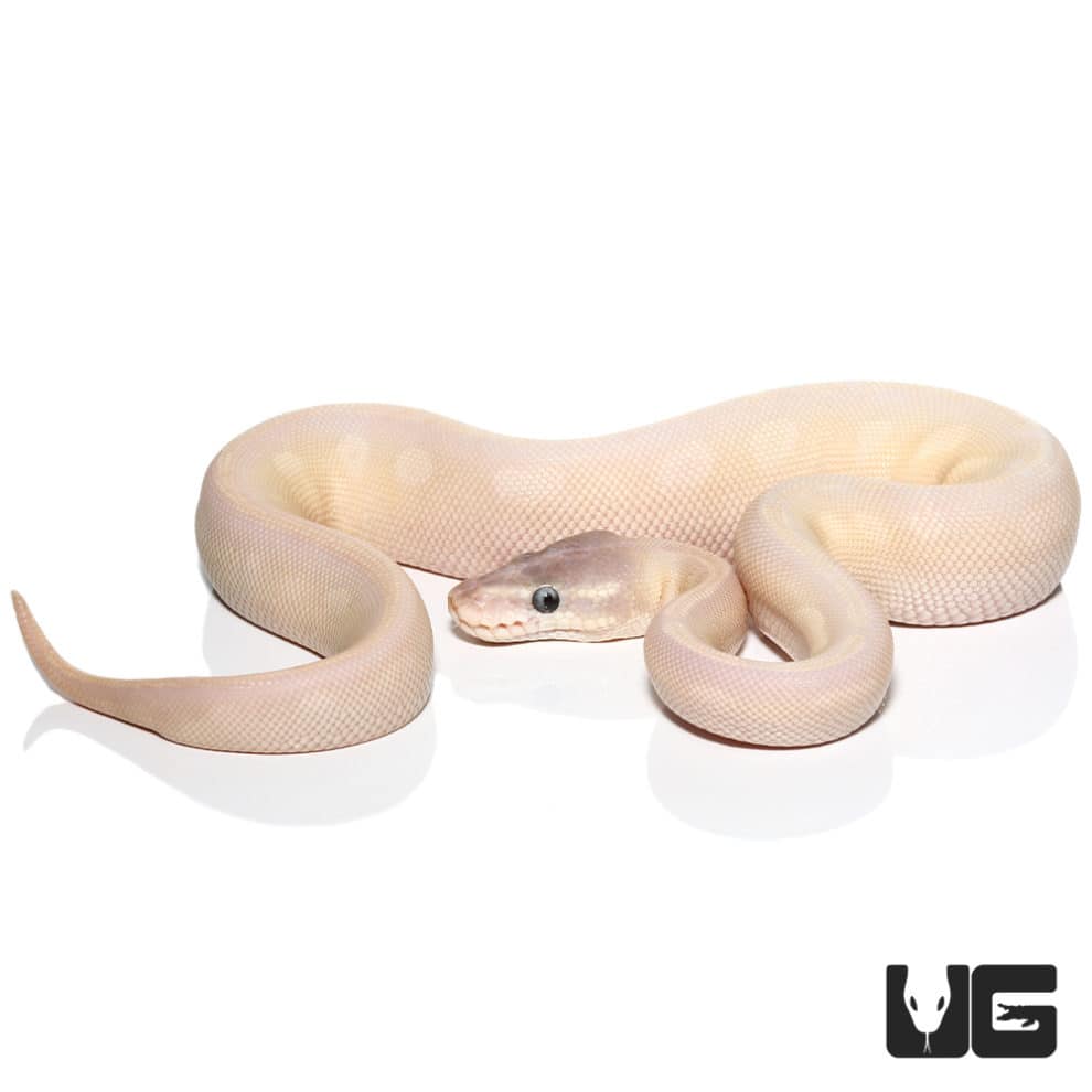Baby Bamboo Spider Ball Python For Sale - Underground Reptiles