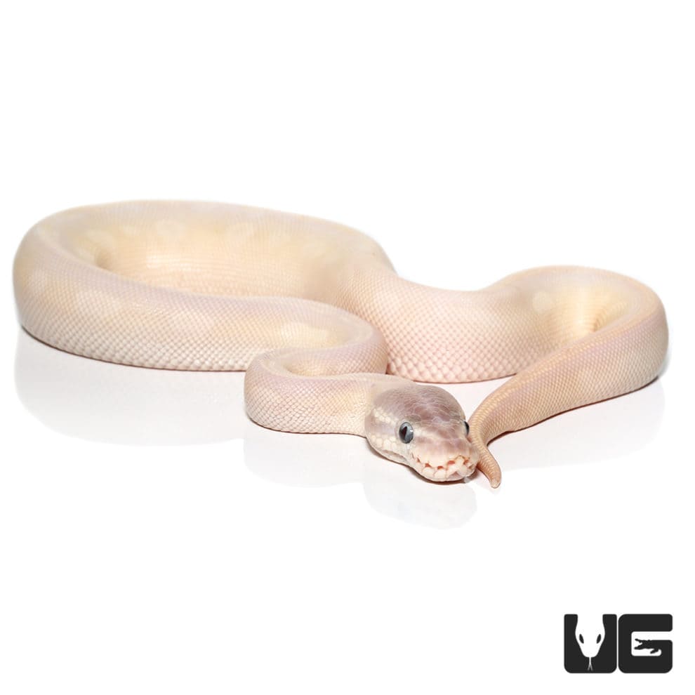 Baby Bamboo Spider Ball Python For Sale - Underground Reptiles
