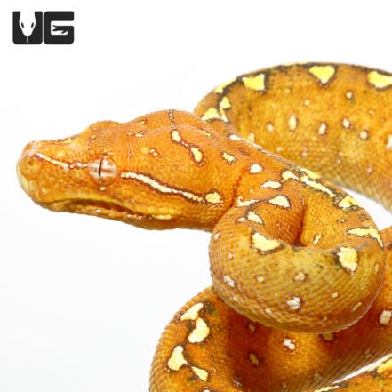 Yearling Biak Green Tree Python (Morelia viridis) For Sale ...