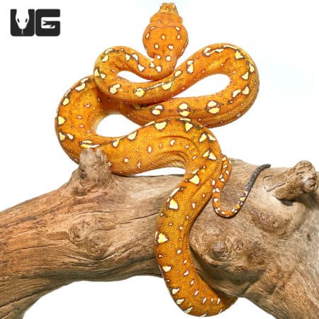 Yearling Biak Green Tree Python (Morelia viridis) For Sale ...